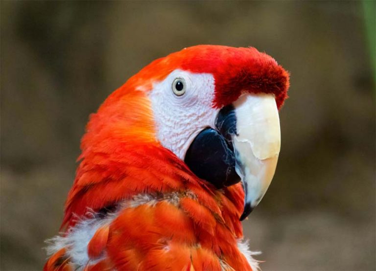 Parrot - Shawn McNulty Art